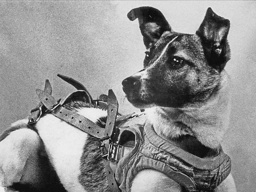 27 of the most famous dogs in history