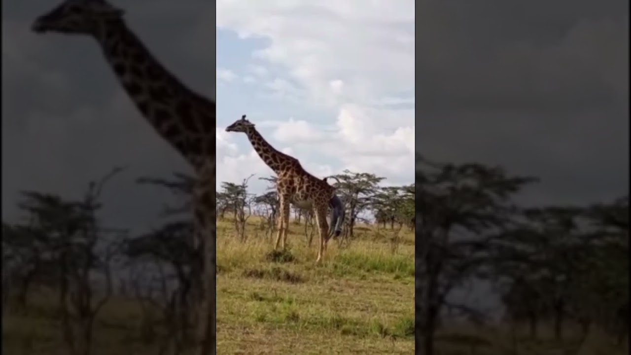 Giraffe birth witnessed in rare Mara wilderness moment