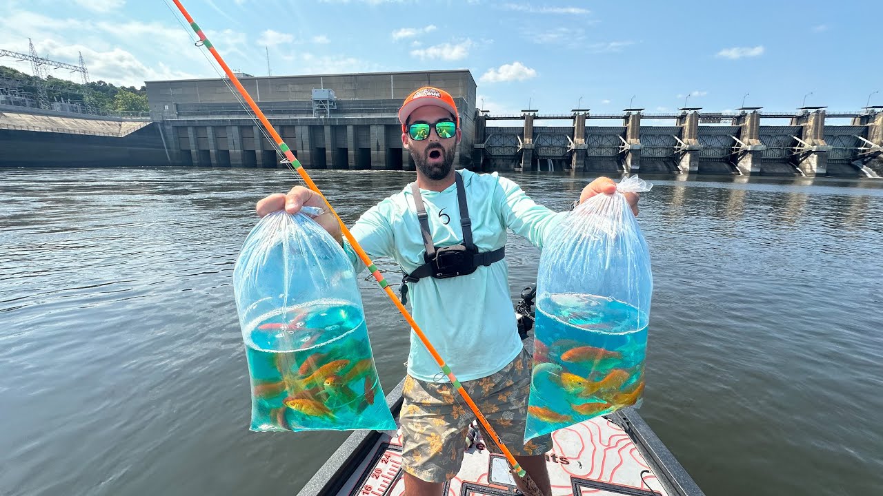 Turned 1 pound of goldfish into 100 pounds of catfish spillway