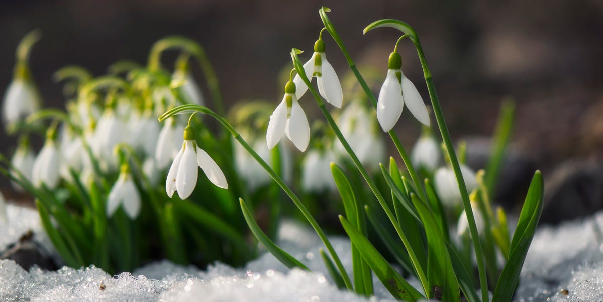 Garden jobs for January: Why this quiet month matters most