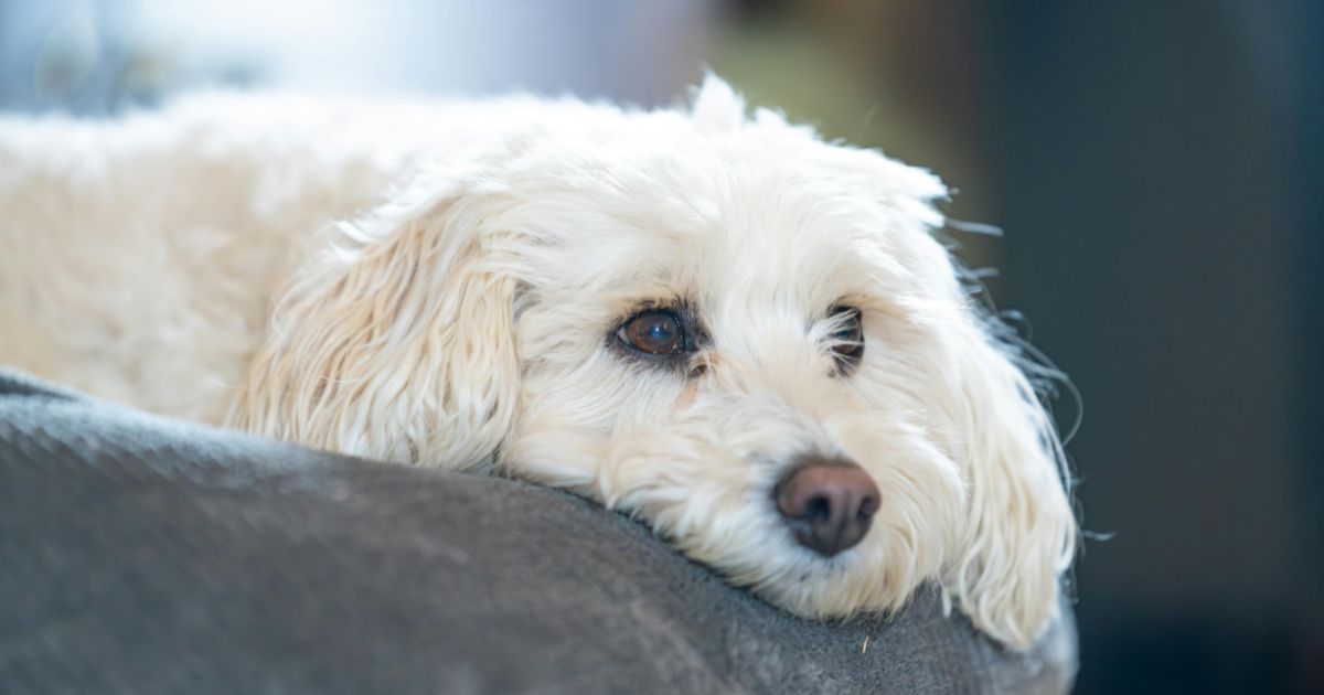 13 dog breeds that stay peaceful indoors even in tight spaces