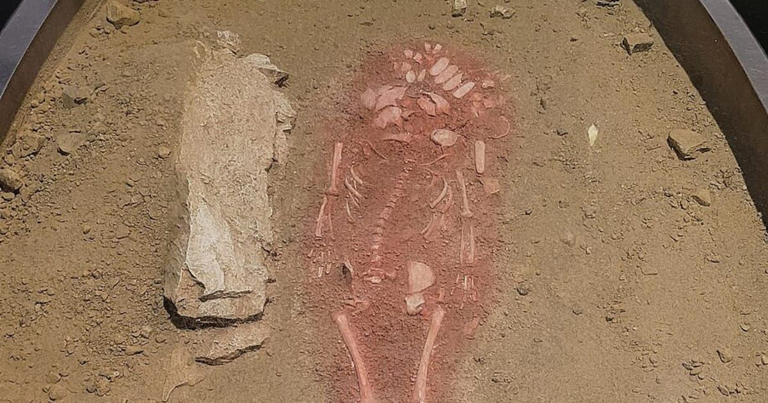 Horrific injuries of 'The Prince' reveal bear attack as cause of death ...