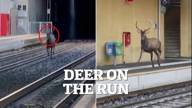 Dramatic moment deer charges through train station in northern Italy