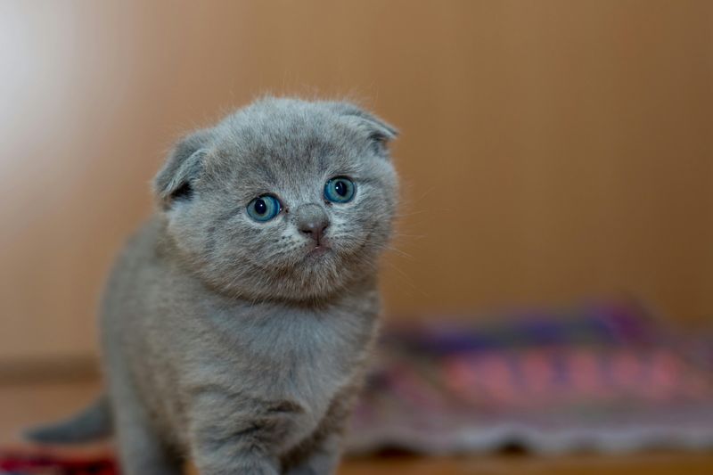 Differences between a kitten and a cat