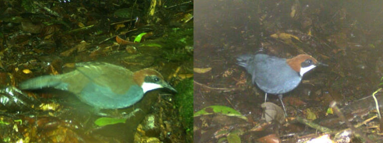 New species of jewel-babbler from Papua New Guinea may be endangered