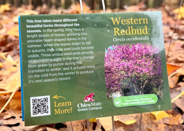 Chico State rebuilds sustainability efforts with Green Campus projects