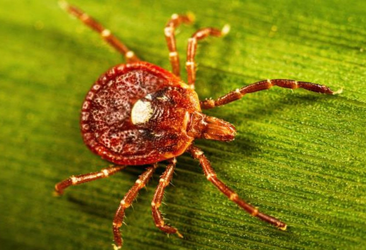 This tick bite can cause alpha-gal syndrome—making you allergic to meat