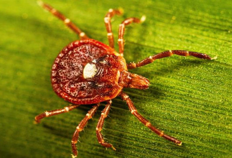 This tick bite can cause alpha-gal syndrome—making you allergic to meat