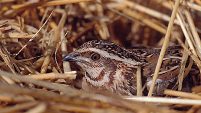 Los científicos alucinan: ponen un GPS a una codorniz de Ciudad Real y ...