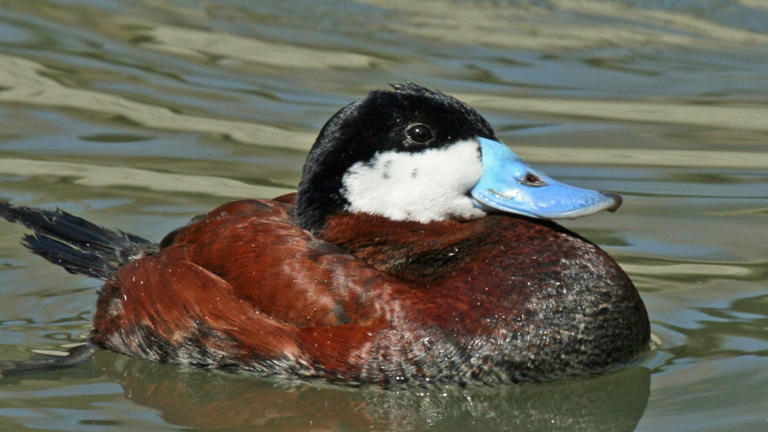 Parece un pato vulgar, pero es una dañina especie invasora que está ...