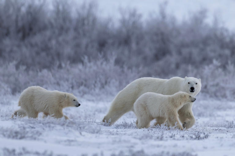 Researchers baffled after polar bear in the Arctic 'adopts' wild cub as ...