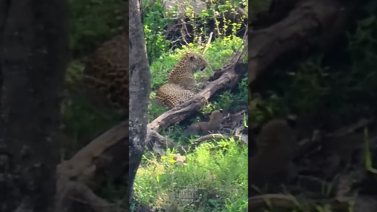 Leopard cub annoys mother while exploring Mara savannah