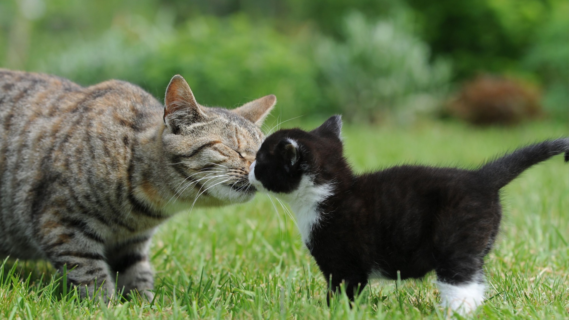 Differences between a kitten and a cat