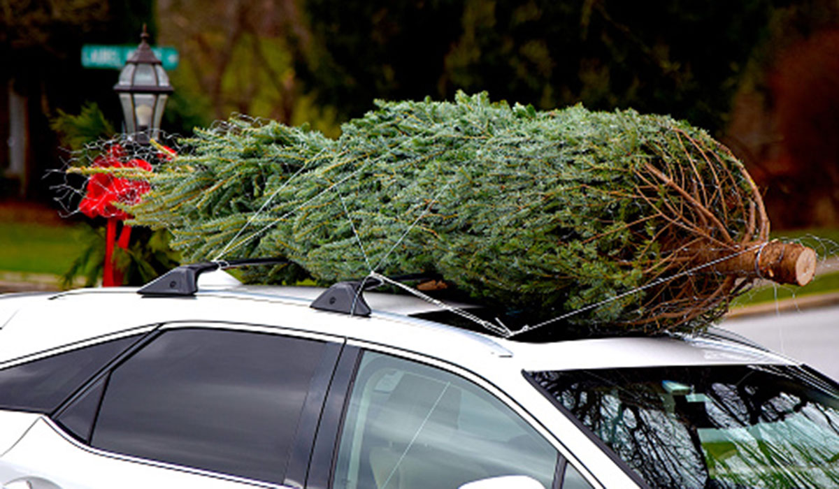 Everywhere you can dispose of your Christmas tree in Dublin this year