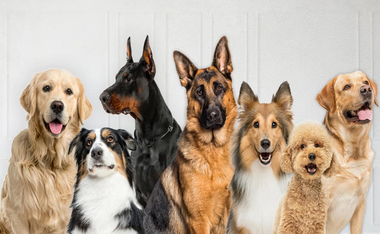 Spring adventures for active dogs: Why comfort matters more than ever