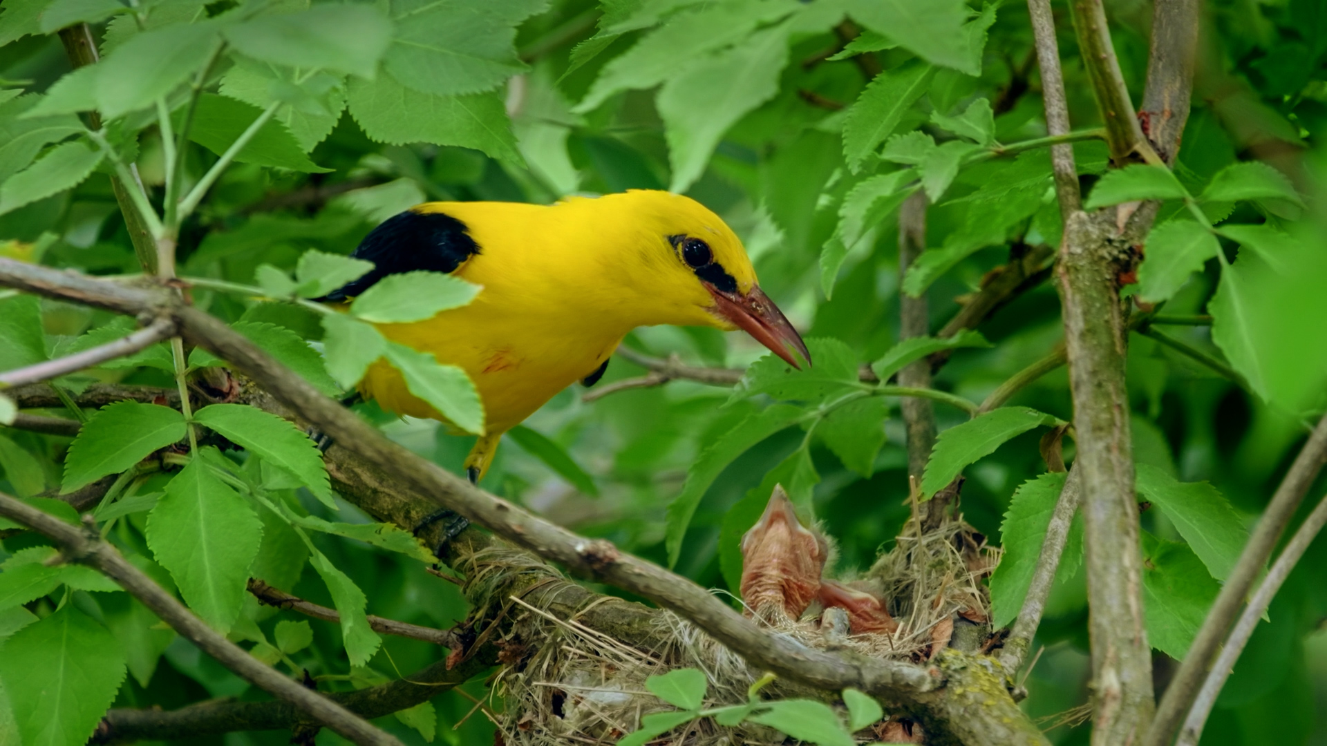 Grabé un oropéndola cuidando a su polluelo