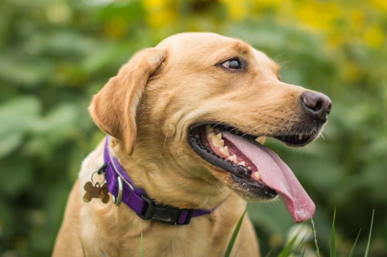 Dog trainer tells owners two-second check could save your pet's life