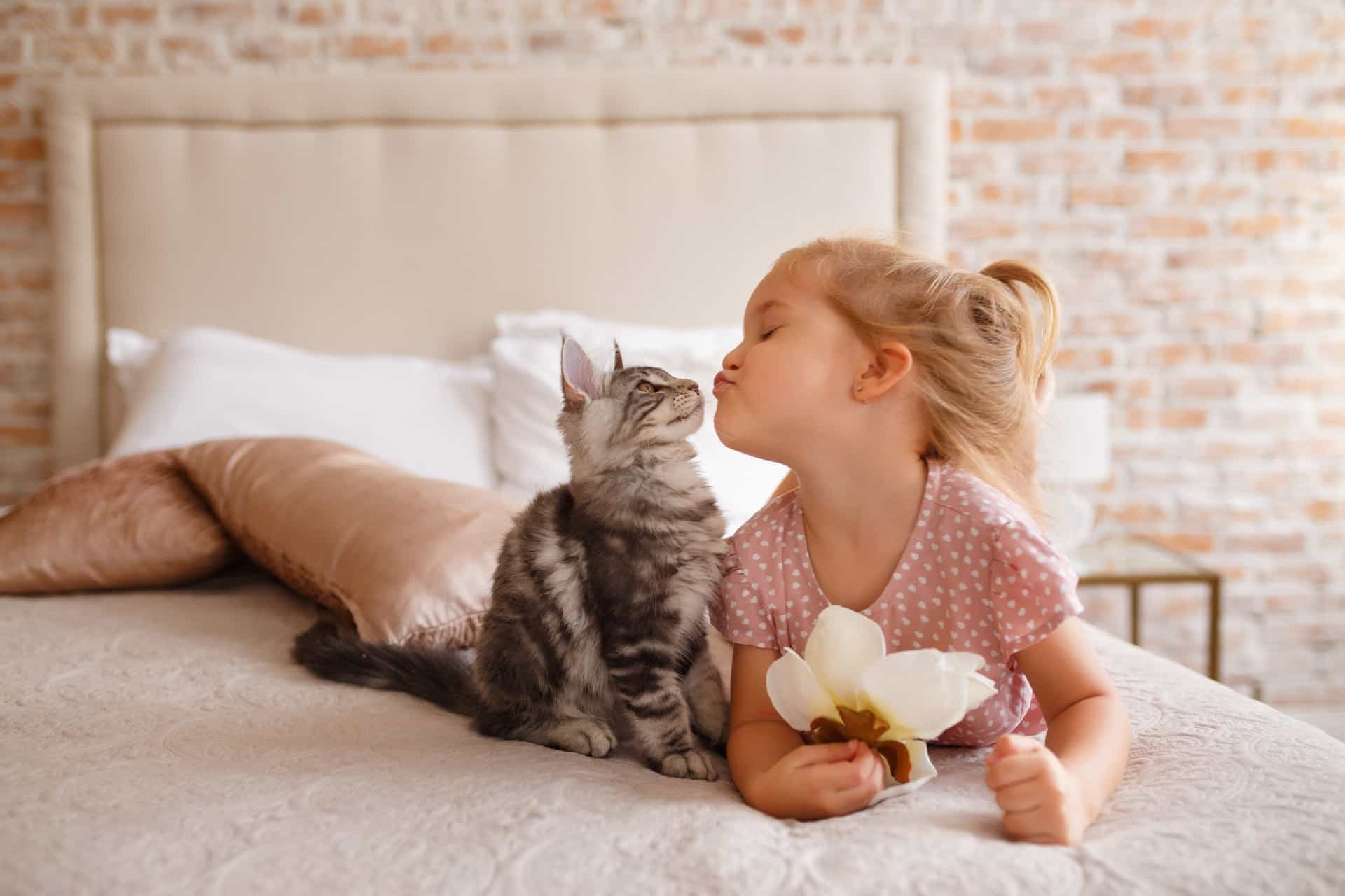 Die perfekten Begleiter: Katzenrassen, die sich als Haustiere auszeichnen