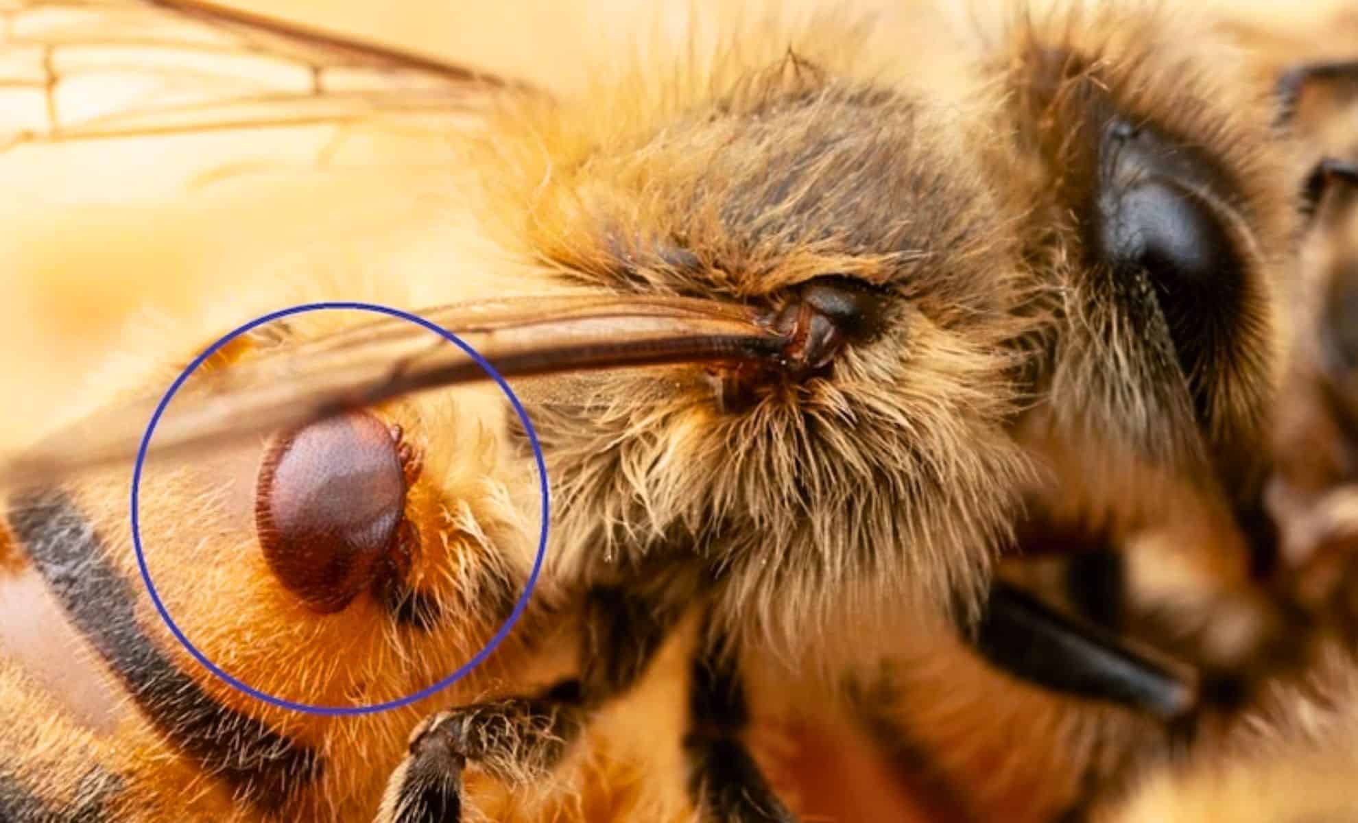 Scientists Finally Identify the Cause Behind U.S. Biggest Honey Bee Die ...