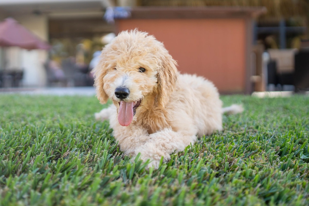 8-week-old puppy barks for the first time while watching 'Paw Patrol ...
