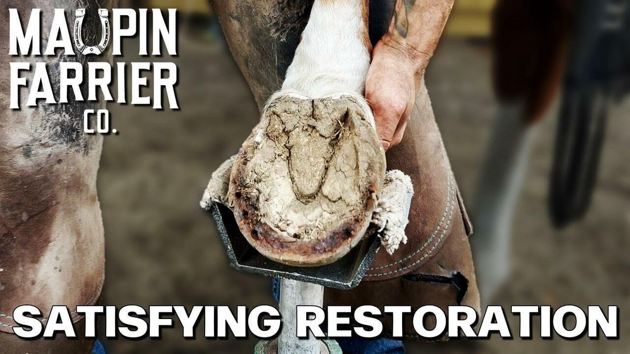 Oddly satisfying horse hoof cleaning and restoration