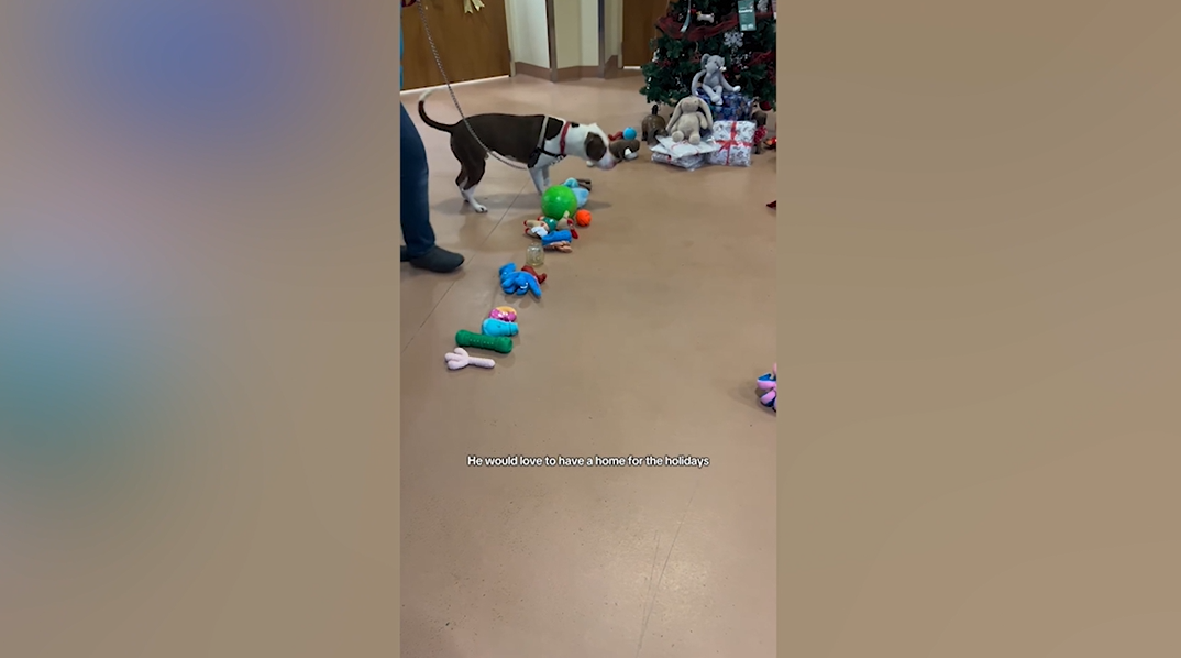 Shelter dog left without applications picks Christmas present—then his ...