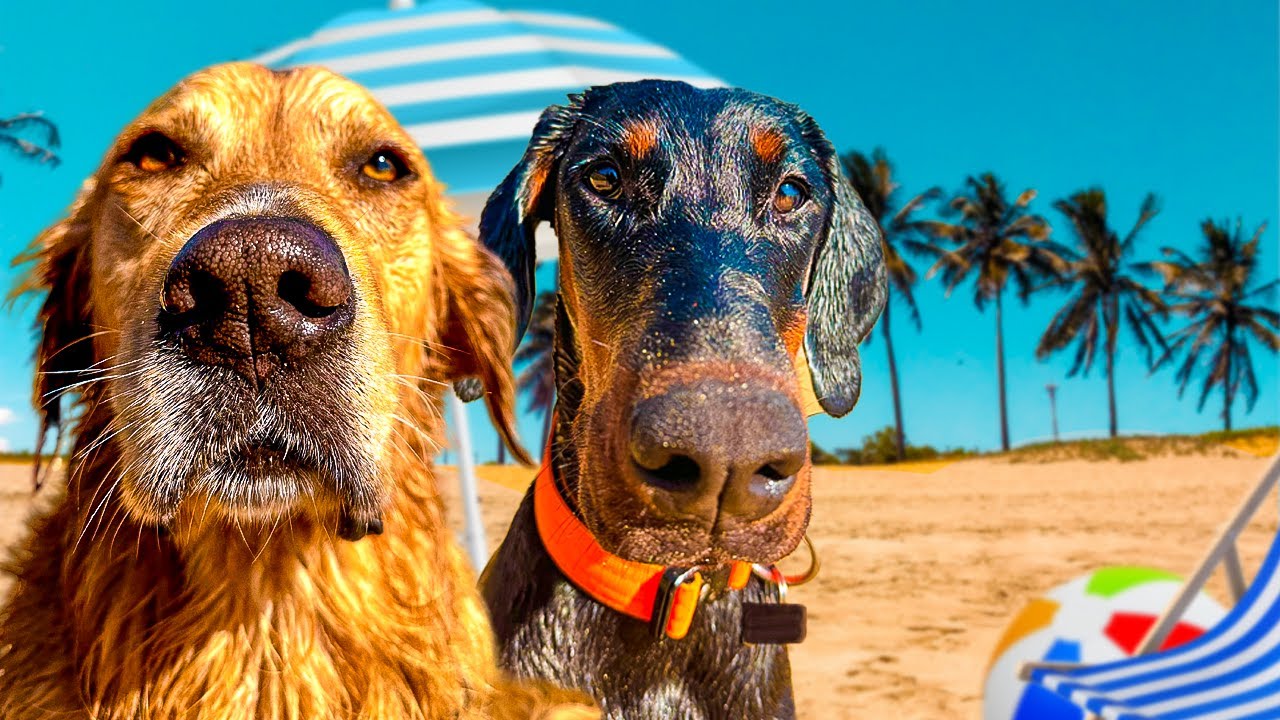 Taking my dogs to the beach for the first time