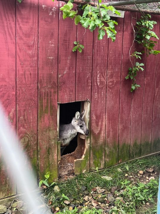 Wallaby escapes from South Jersey farm