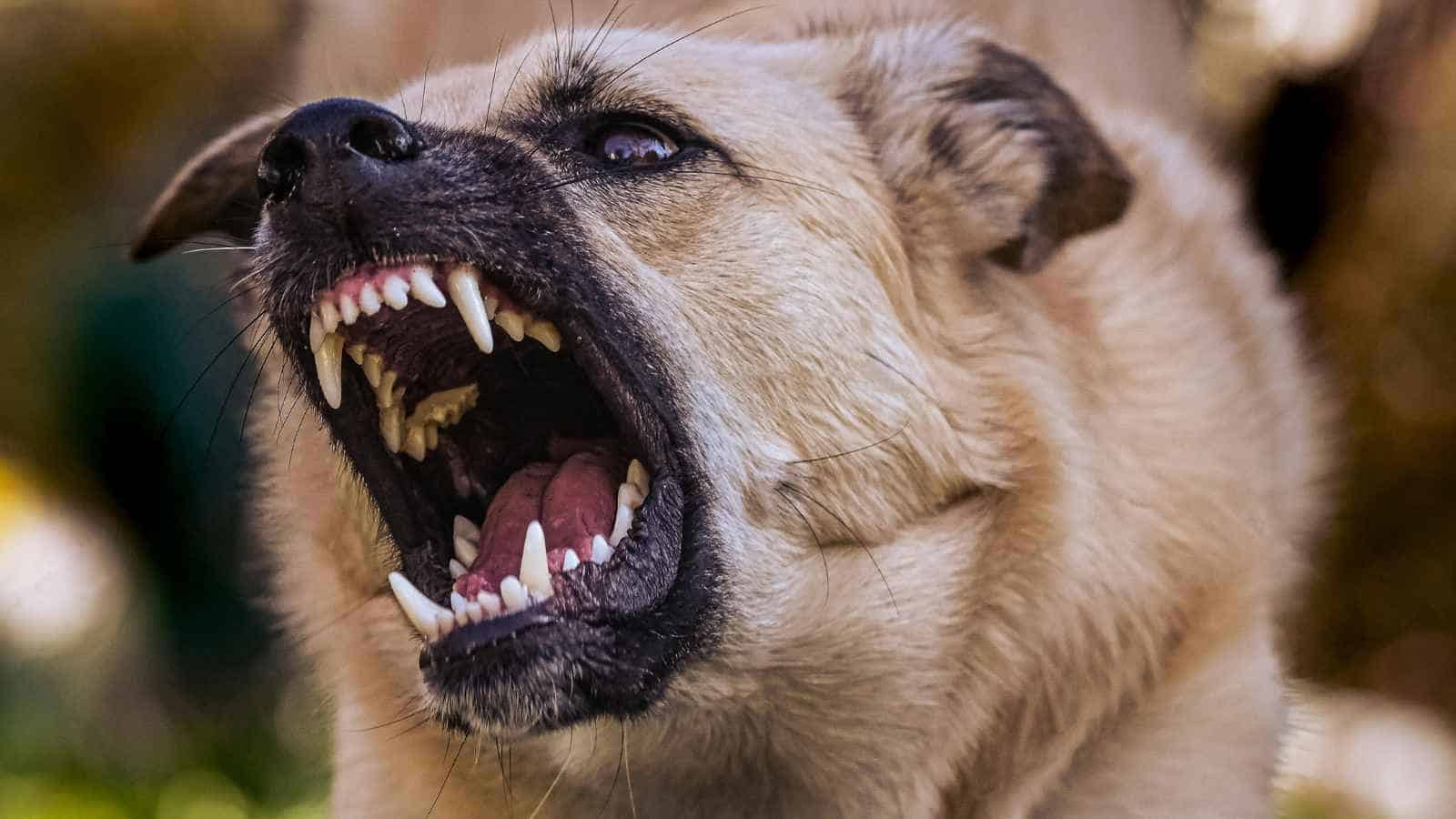 Essential tips: What not to do during a dog attack