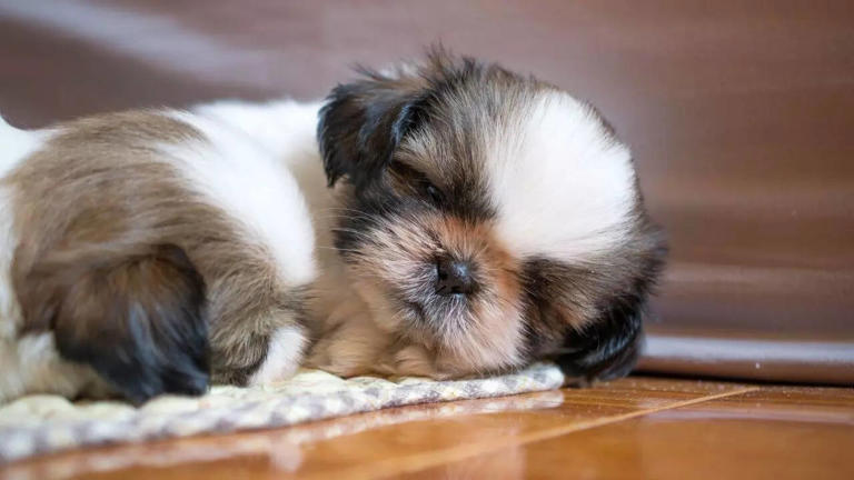 5 dogs that sleep the most; number 1 barely moves for hours