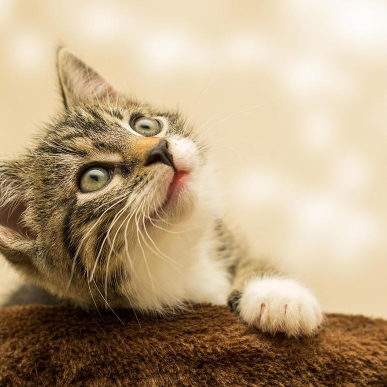 Prove you're a good cat mom with this short quiz