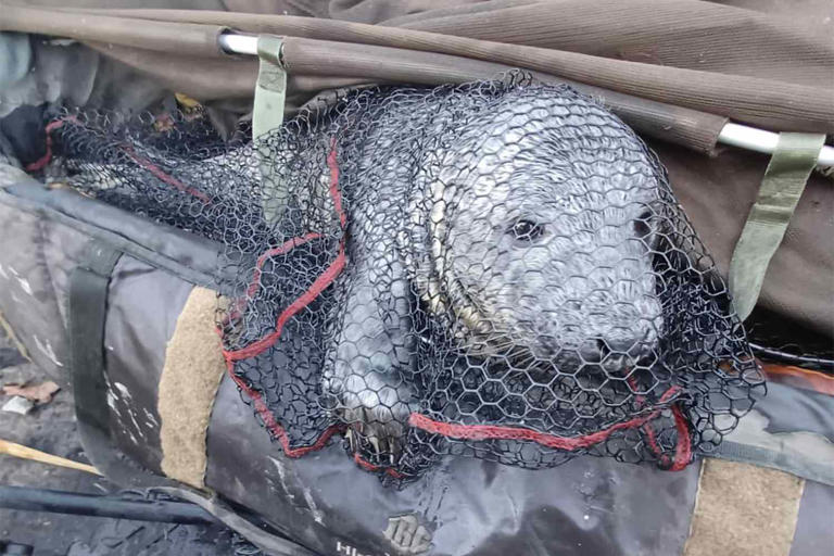 A surprised fisherman rescues a seal pup from an English river after ...