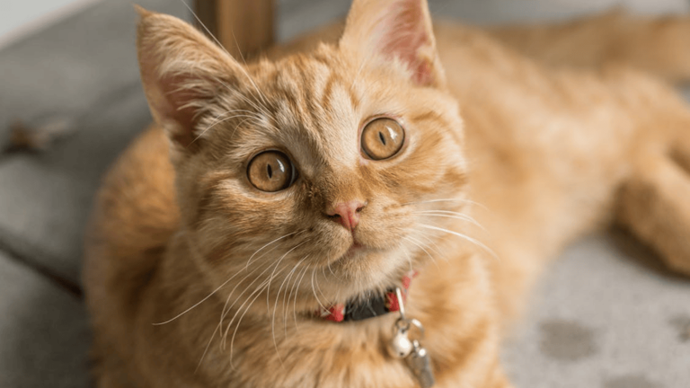 Your cat will do these 7 unusual things when it realizes it loves you ...