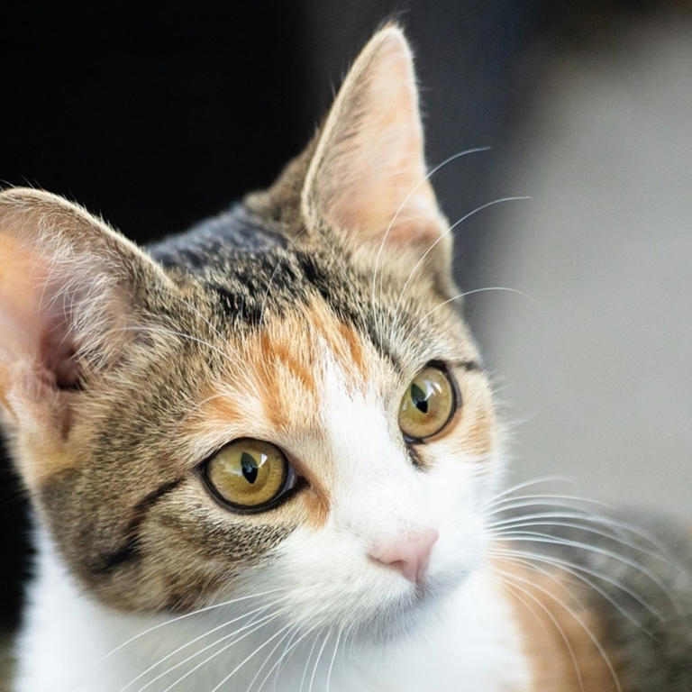 Prove you're a good cat mom with this short quiz