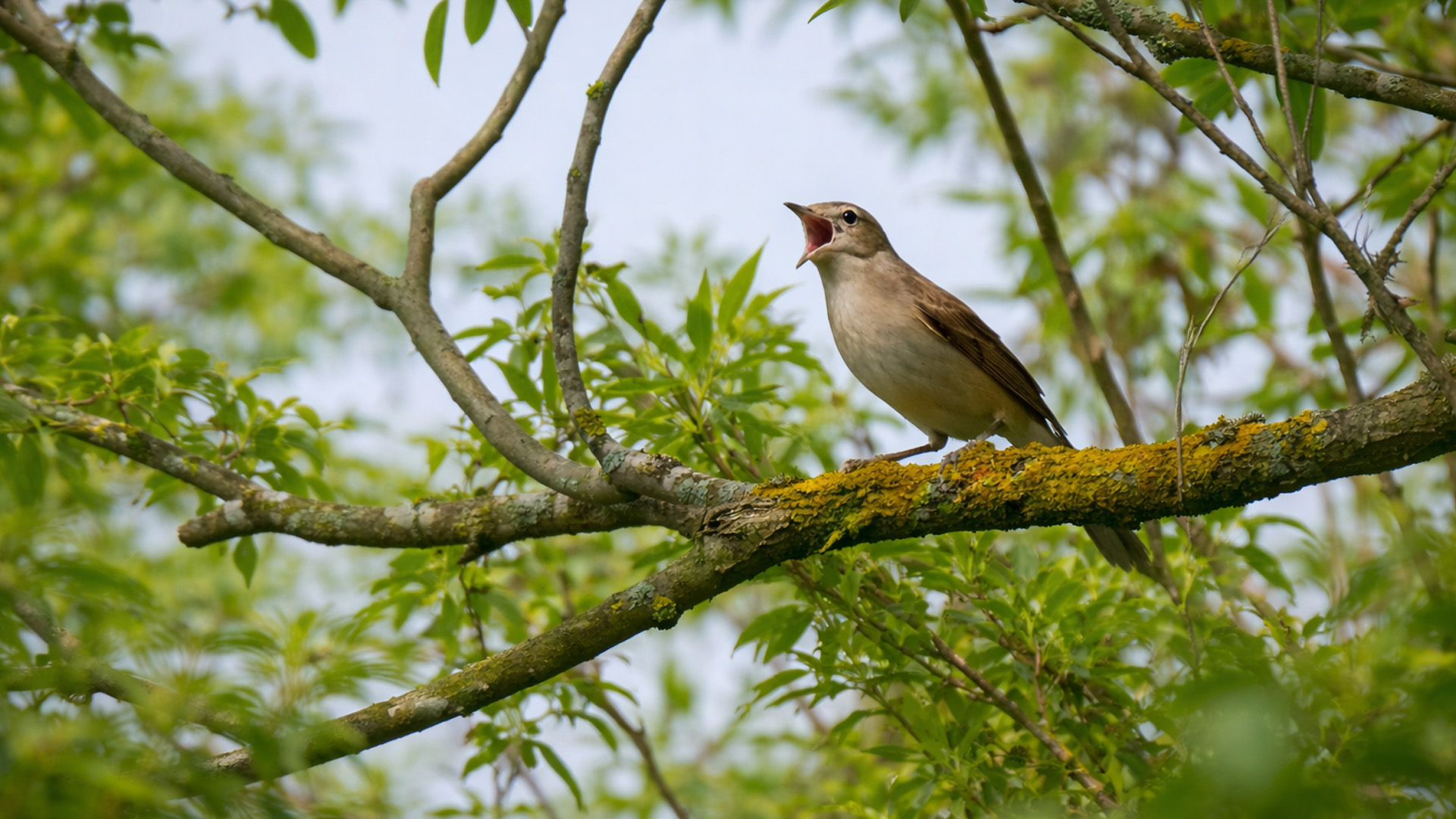 A voice among the branches