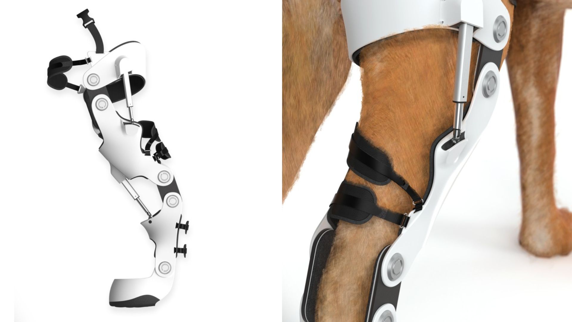 Photos: New robotic vest lets dogs with leg injuries walk using their ...