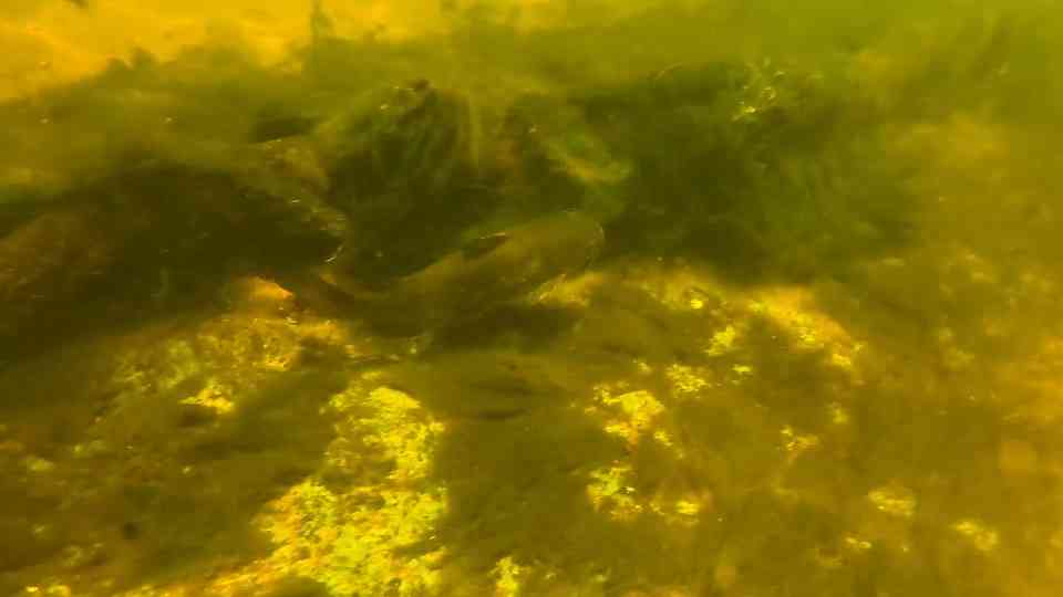 We pulled a Cartier bracelet out of the water