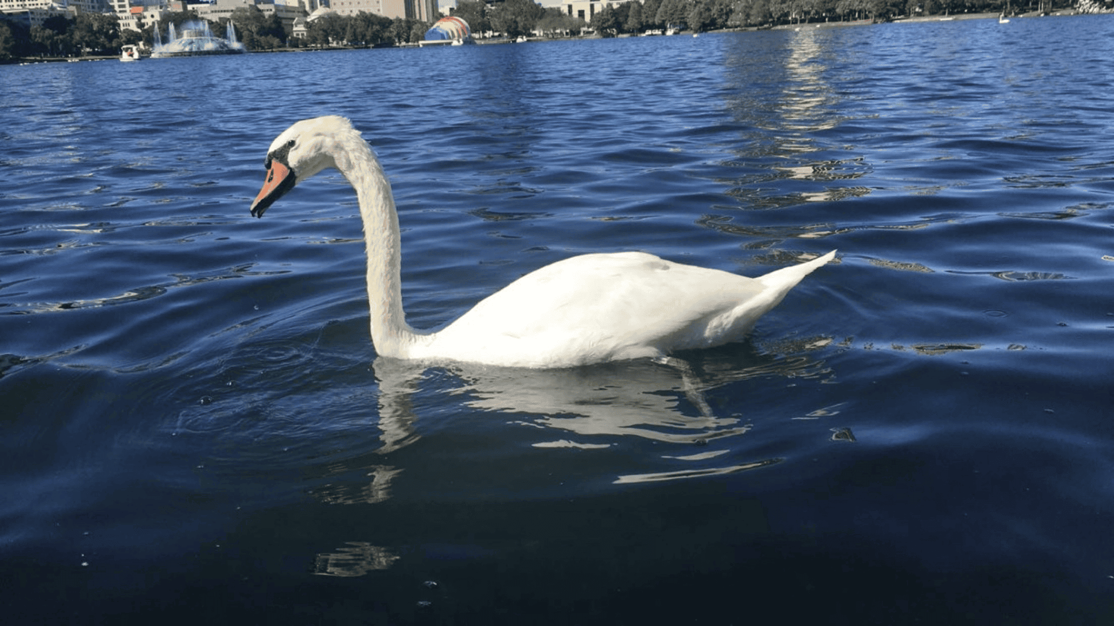 More swans are dying at popular Orlando lake. Here's why