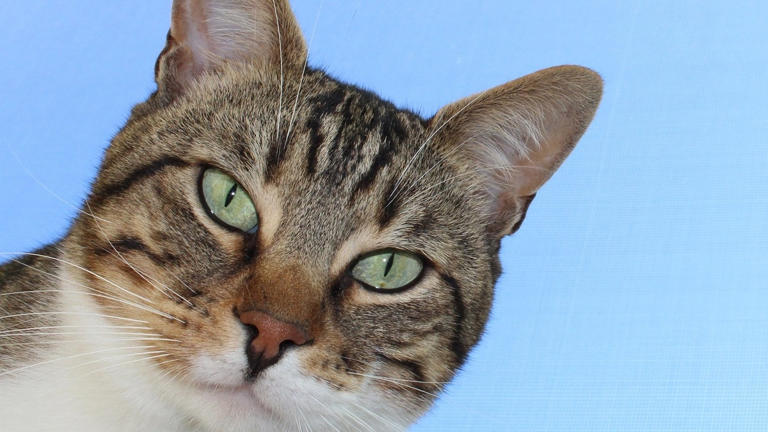 Is your cat secretly depressed? 10 signs that felines are great at ...