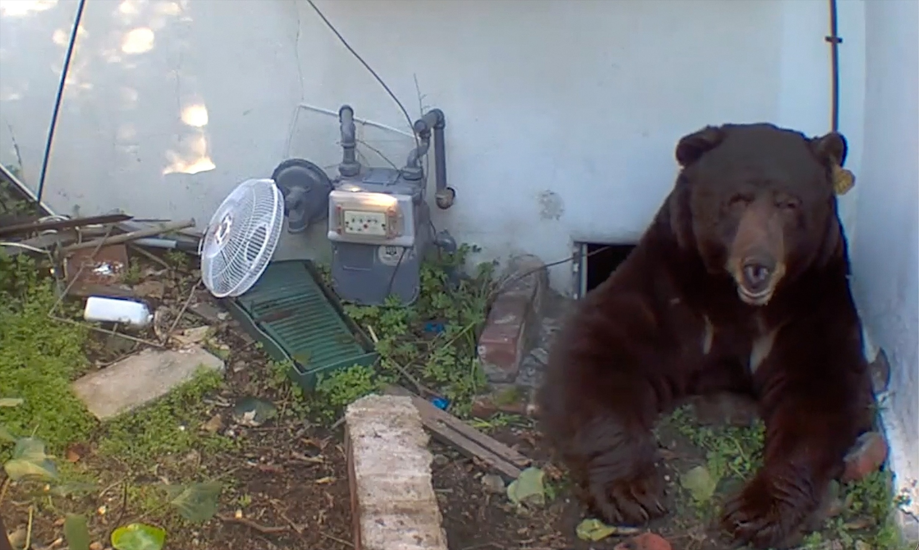 Homeowner says 550-pound black bear is living under his house
