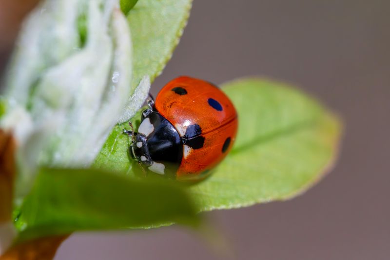 These are 6 beneficial insects you’ll want to see in your yard