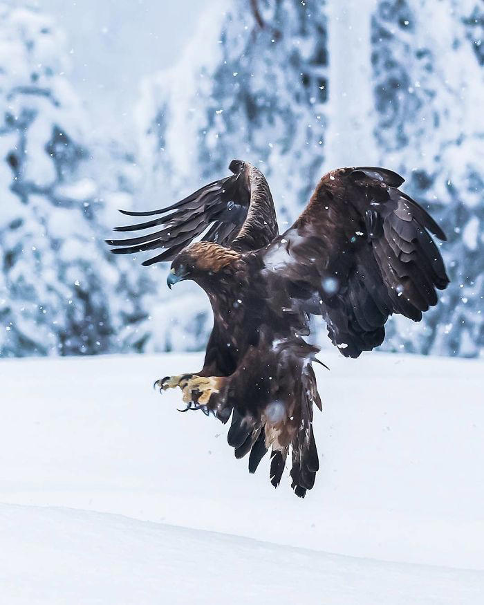 Finnish photographer snaps animals in their raw moments (30 new pics)