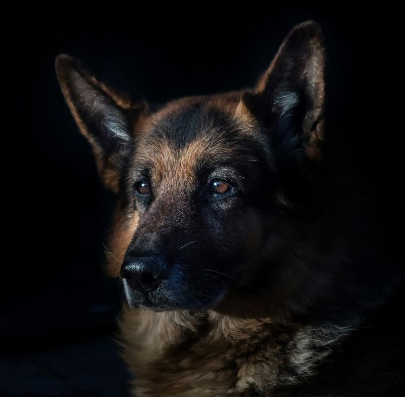 7 dogs that never forget a face and 6 that greet strangers like old friends