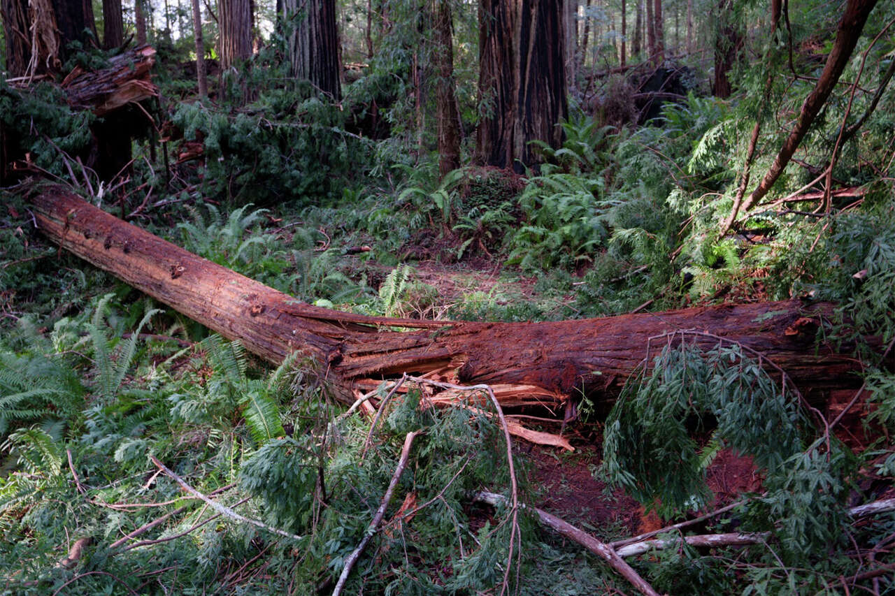 Redwood National and State Parks trails, roads still closed after wild ...