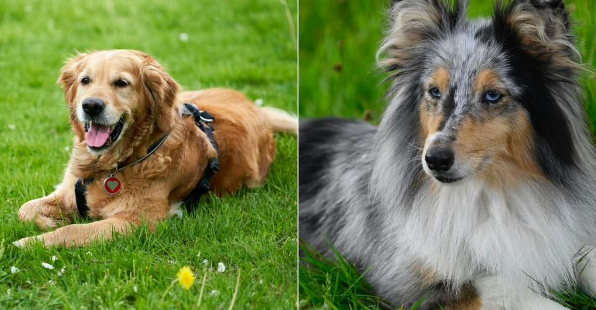 8 dogs that remember kindness for life and 5 that move on quickly