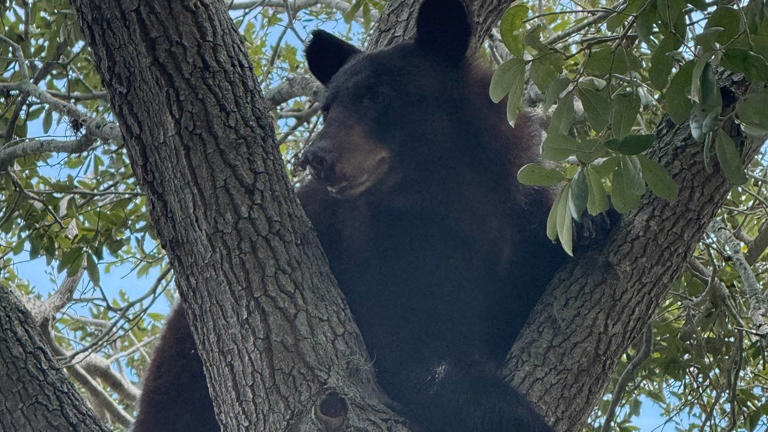 Florida bear hunt: 52 black bears killed, FWC says
