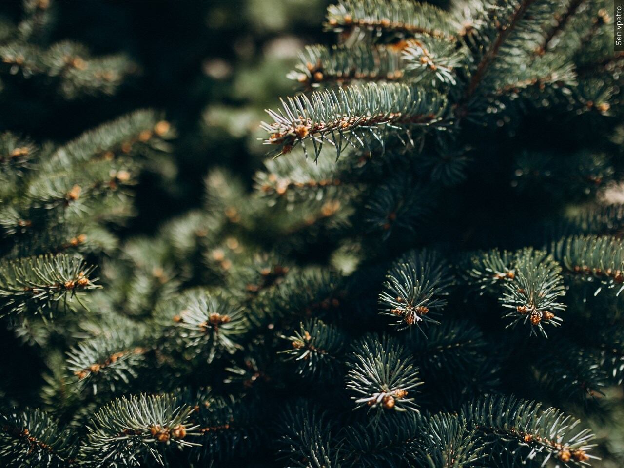 Fargo announces Christmas tree collection schedule