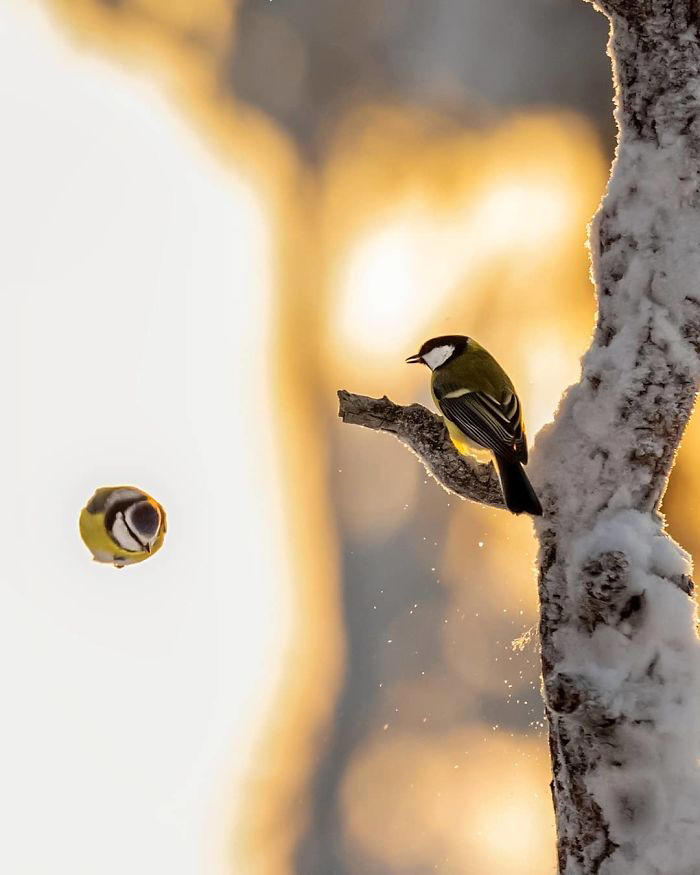 Finnish photographer snaps animals in their raw moments (30 new pics)