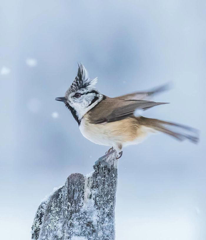 Finnish photographer snaps animals in their raw moments (30 new pics)