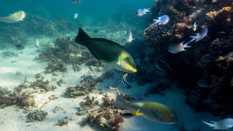 Australia's laid-back tropical town has front-row Whitsunday Islands ...